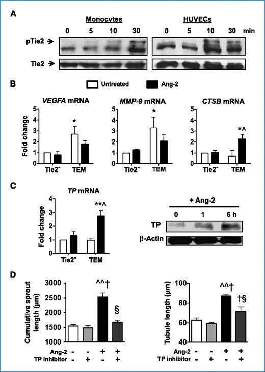 Angiopoietin-2 Regulates Gene Expression in TIE2-Expressing Monocytes ...