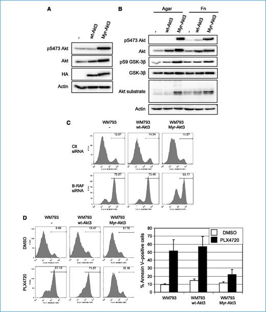 Akt3-Mediated Resistance to Apoptosis in B-RAF–Targeted Melanoma Cells ...