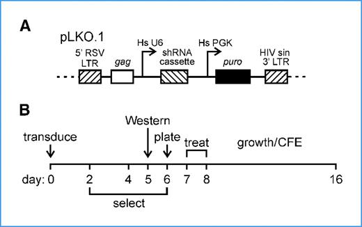 The Human WRN and BLM RecQ Helicases Differentially Regulate Cell ...