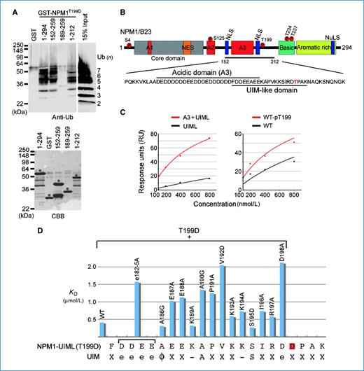 Recruitment of Phosphorylated NPM1 to Sites of DNA Damage through RNF8 ...