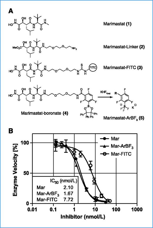 Novel Matrix Metalloproteinase Inhibitor [18F]Marimastat ...