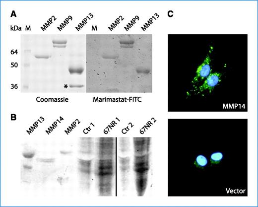 Novel Matrix Metalloproteinase Inhibitor [18F]Marimastat ...