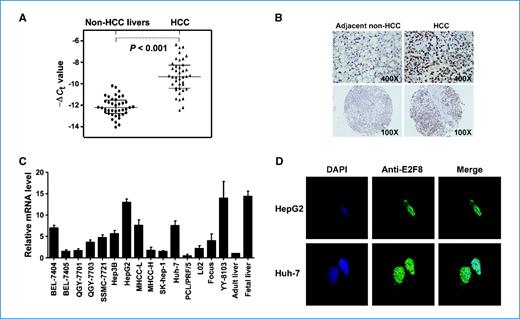 E2F8 Contributes to Human Hepatocellular Carcinoma via Regulating Cell ...