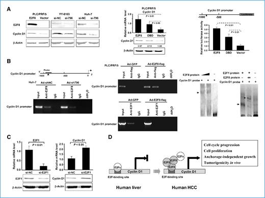 E2F8 Contributes to Human Hepatocellular Carcinoma via Regulating Cell ...