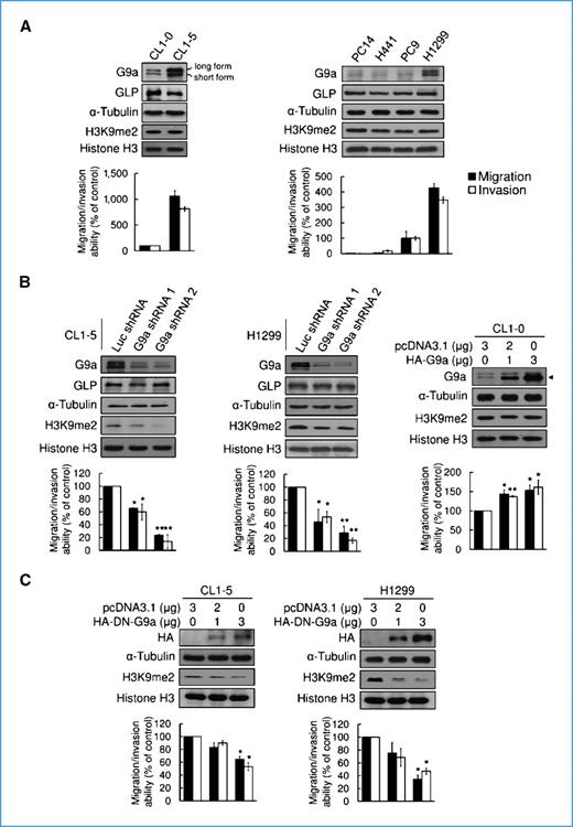 H3K9 Histone Methyltransferase G9a Promotes Lung Cancer Invasion and ...