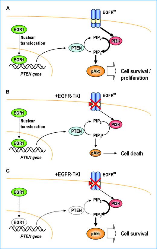 Loss of PTEN Expression by Blocking Nuclear Translocation of EGR1 in ...