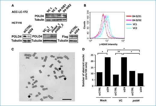 Regulation of DNA Polymerase POLD4 Influences Genomic Instability in ...
