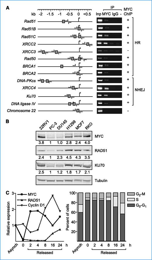 Tumor Cell Kill by c-MYC Depletion: Role of MYC-Regulated Genes that ...