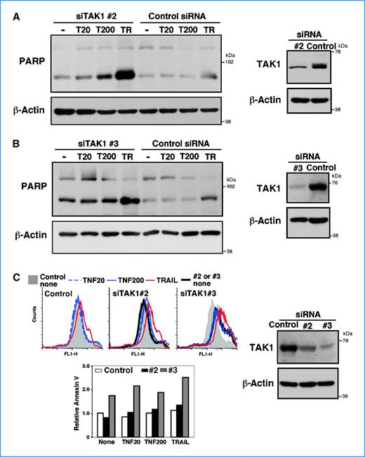 Ablation of TAK1 Upregulates Reactive Oxygen Species and Selectively ...