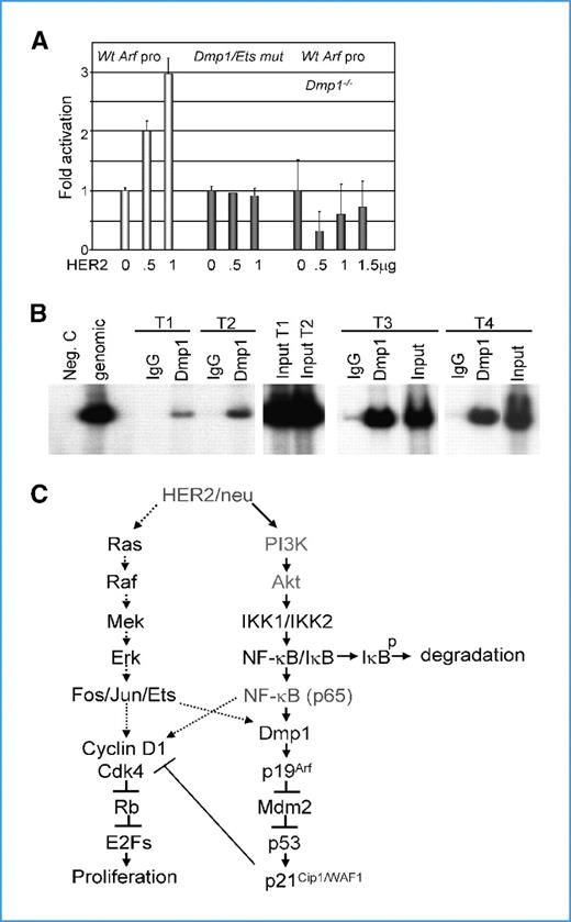Critical Roles of DMP1 in Human Epidermal Growth Factor Receptor 2/neu ...