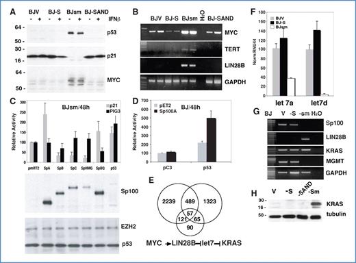 Sp100 as a Potent Tumor Suppressor: Accelerated Senescence and Rapid ...