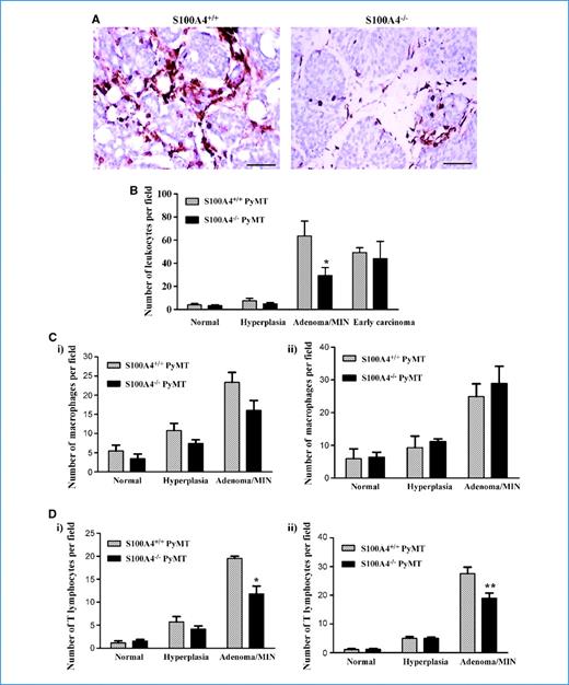 Lung Metastasis Fails in MMTV-PyMT Oncomice Lacking S100A4 Due to a T ...