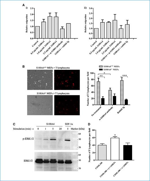 Lung Metastasis Fails in MMTV-PyMT Oncomice Lacking S100A4 Due to a T ...