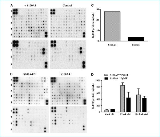 Lung Metastasis Fails in MMTV-PyMT Oncomice Lacking S100A4 Due to a T ...