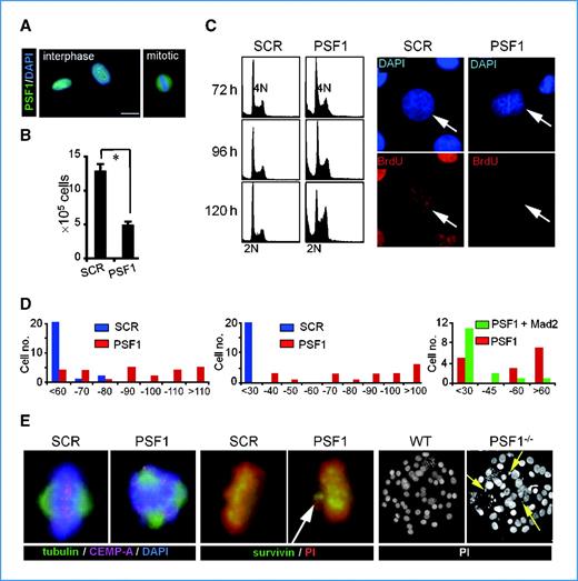 PSF1, a DNA Replication Factor Expressed Widely in Stem and Progenitor ...