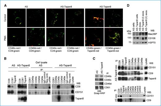 Cell Surface Tetraspanin Tspan8 Contributes to Molecular Pathways of ...