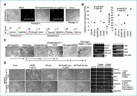 Cell Surface Tetraspanin Tspan8 Contributes to Molecular Pathways of ...
