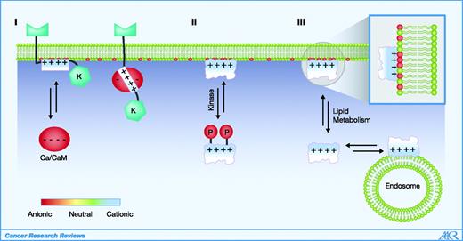 Surface Charge: A Key Determinant of Protein Localization and Function ...