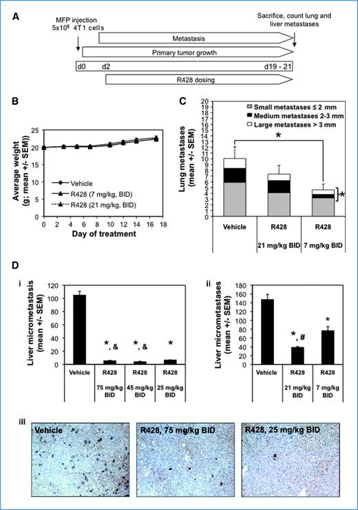 R428, a Selective Small Molecule Inhibitor of Axl Kinase, Blocks Tumor ...