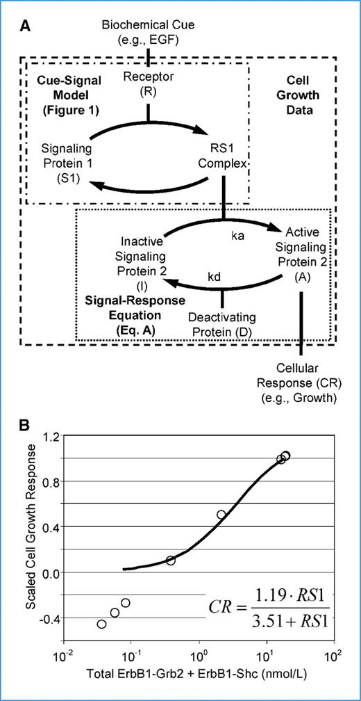 Signal Transduction Networks in Cancer: Quantitative Parameters ...
