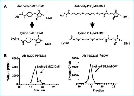 Antibody-Maytansinoid Conjugates Designed to Bypass Multidrug ...