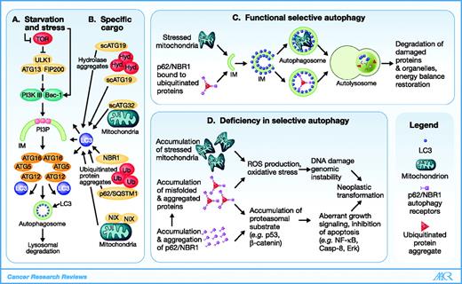 Selective Autophagy in Cancer Development and Therapy | Cancer Research ...
