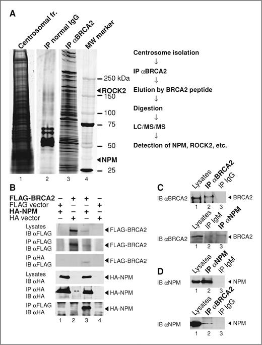 BRCA2 and Nucleophosmin Coregulate Centrosome Amplification and Form a ...