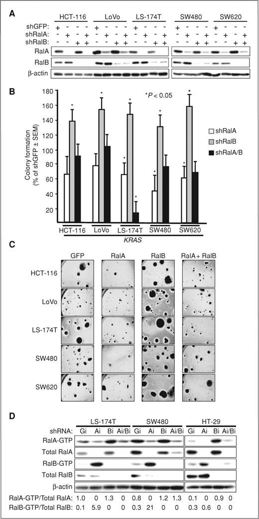 Activation and Involvement of Ral GTPases in Colorectal Cancer | Cancer ...