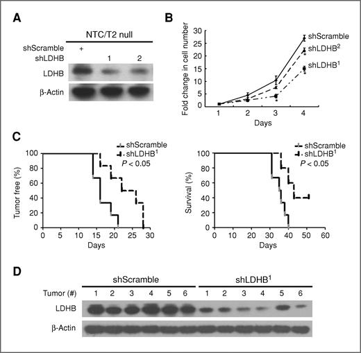 Lactate Dehydrogenase B Is Critical for Hyperactive mTOR-Mediated ...