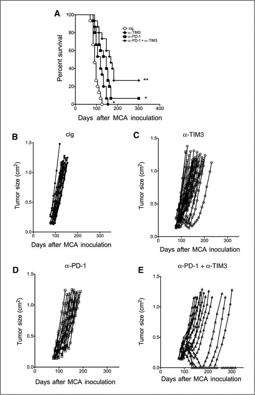 Anti-TIM3 Antibody Promotes T Cell IFN-γ–Mediated Antitumor Immunity ...