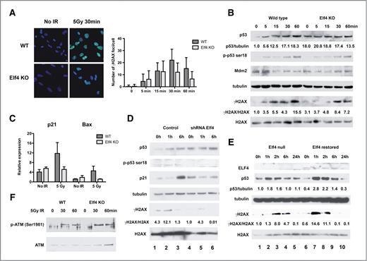 The Mef/Elf4 Transcription Factor Fine Tunes the DNA Damage Response ...