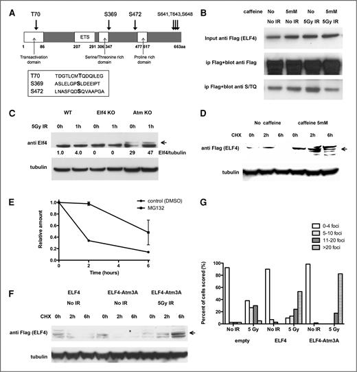 The Mef/Elf4 Transcription Factor Fine Tunes the DNA Damage Response ...
