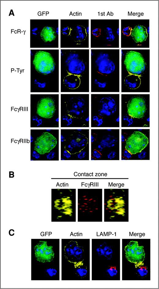 Antibody-Dependent Cell Cytotoxicity Synapses Form in Mice during Tumor ...