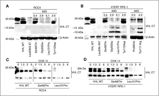 VHL Gene Mutations and Their Effects on Hypoxia Inducible Factor HIFα ...