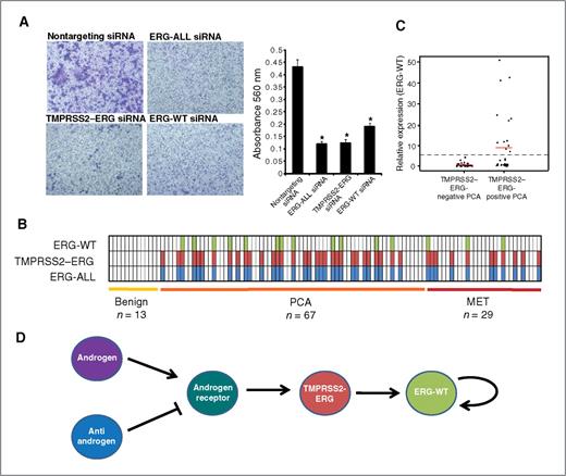 TMPRSS2–ERG-Mediated Feed-Forward Regulation of Wild-Type ERG in Human Prostate Cancers | Cancer ...