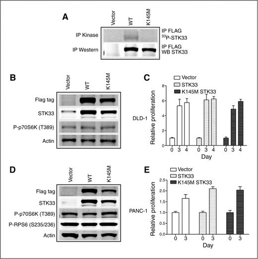 STK33 Kinase Activity Is Nonessential in KRAS-Dependent Cancer Cells ...