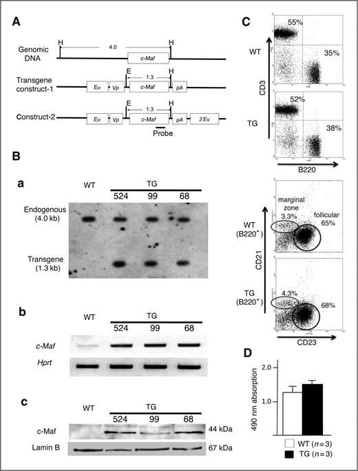 A Novel Transgenic Mouse Model of the Human Multiple Myeloma ...