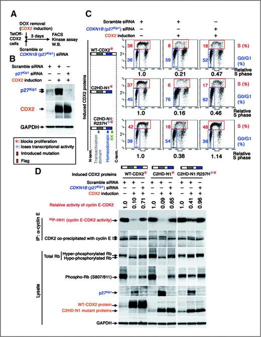 Suppression of Colonic Polyposis by Homeoprotein CDX2 through its ...