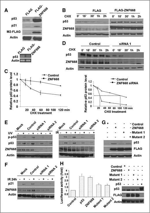 ZNF668 Functions as a Tumor Suppressor by Regulating p53 Stability and ...