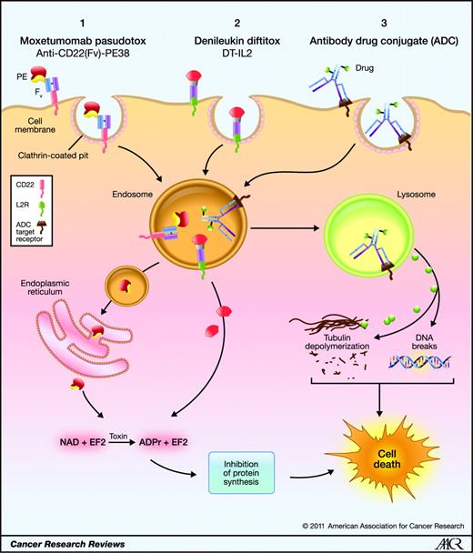 Treatment of Hematologic Malignancies with Immunotoxins and Antibody ...