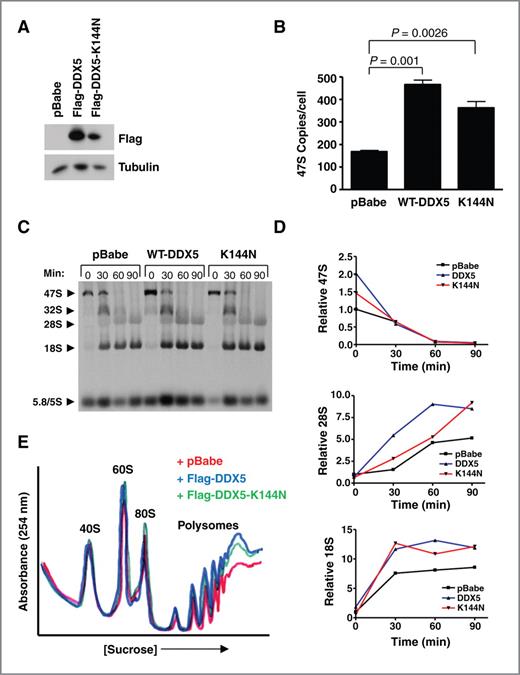 RNA Helicase DDX5 Is a p53-Independent Target of ARF That Participates ...