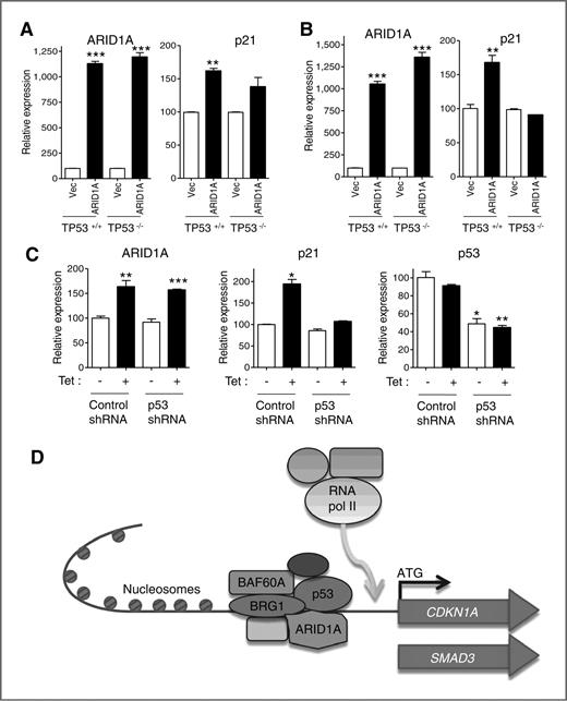 ARID1A, a Factor That Promotes Formation of SWI/SNF-Mediated Chromatin ...