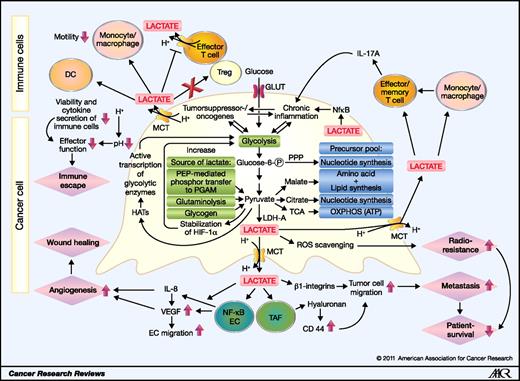 Lactate: A Metabolic Key Player in Cancer | Cancer Research | American ...