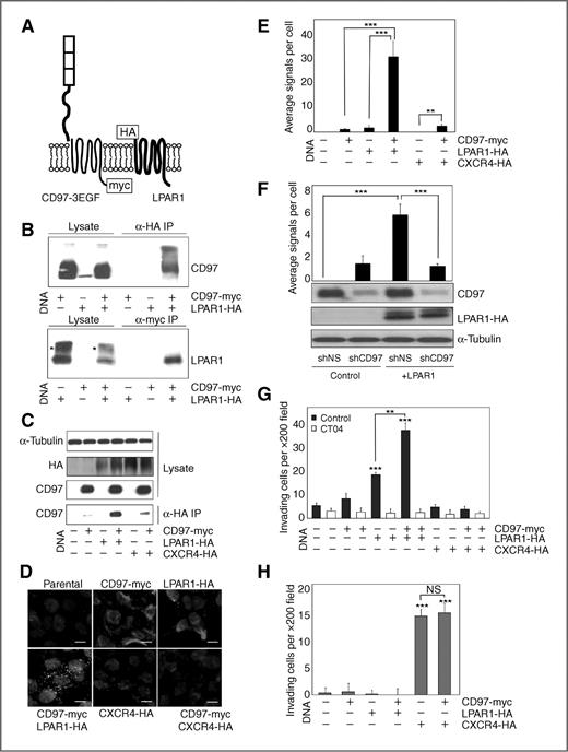 LPA Receptor Heterodimerizes with CD97 to Amplify LPA-Initiated RHO ...