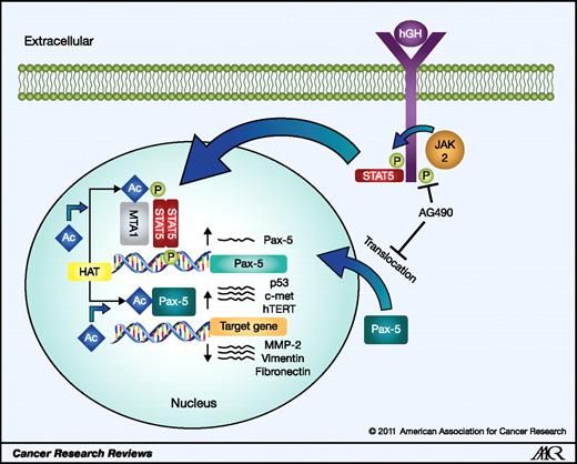 The Pax-5 Gene: A Pluripotent Regulator of B-cell Differentiation and ...