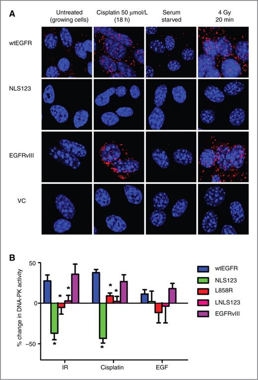 EGFR Nuclear Translocation Modulates DNA Repair following Cisplatin and ...