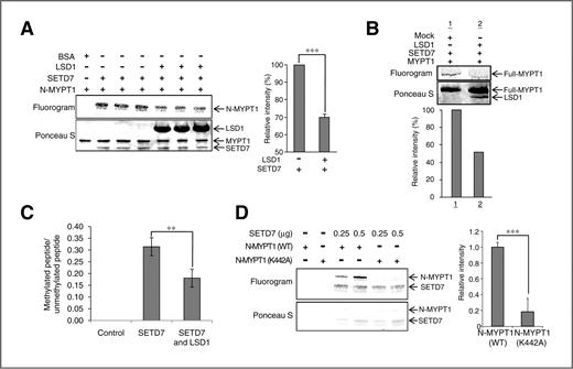 Demethylation of RB Regulator MYPT1 by Histone Demethylase LSD1 ...