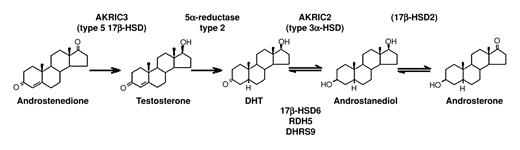 Activation of the Androgen Receptor by Intratumoral Bioconversion of ...