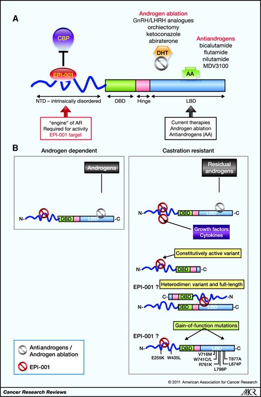 Small Molecule Inhibitors Targeting the “Achilles' Heel” of Androgen Receptor Activity | Cancer ...