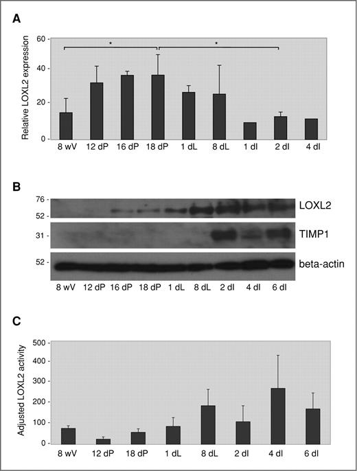 LOXL2-Mediated Matrix Remodeling in Metastasis and Mammary Gland ...